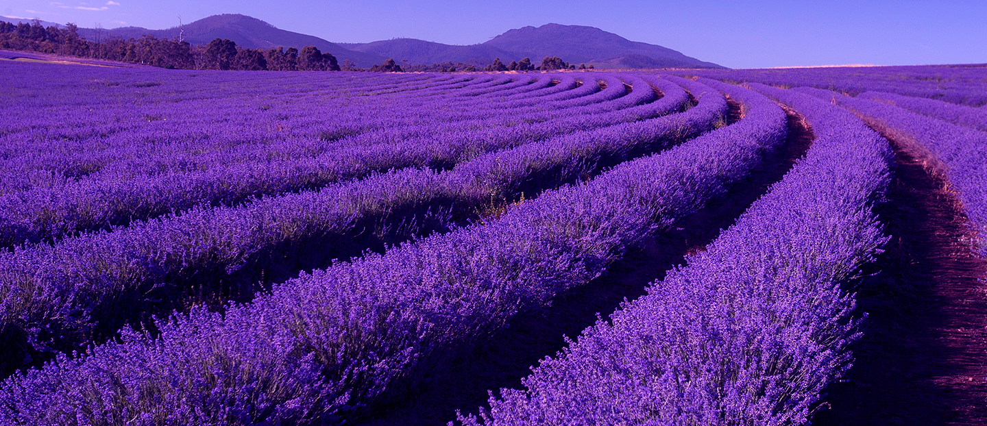 Performance | IP Australia